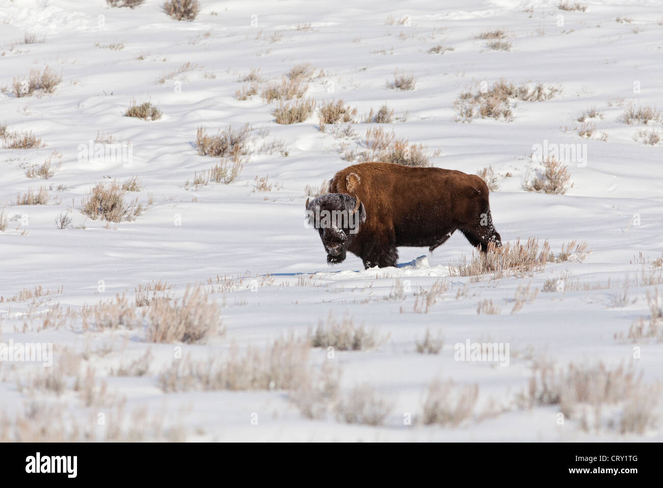 American Bison in snow at Yellowstone National Park Stock Photo - Alamy