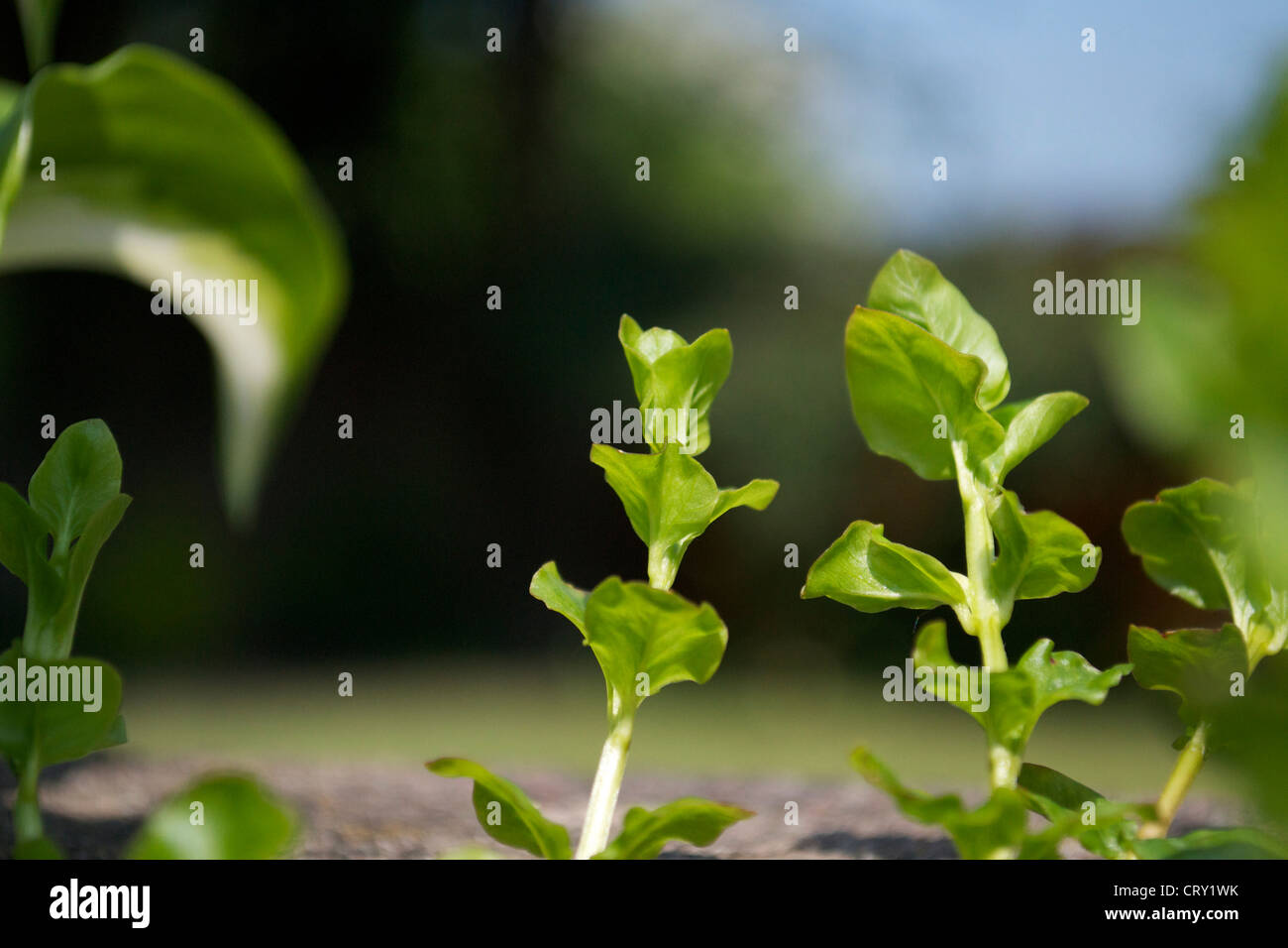 Early growing spring flowers Stock Photo - Alamy