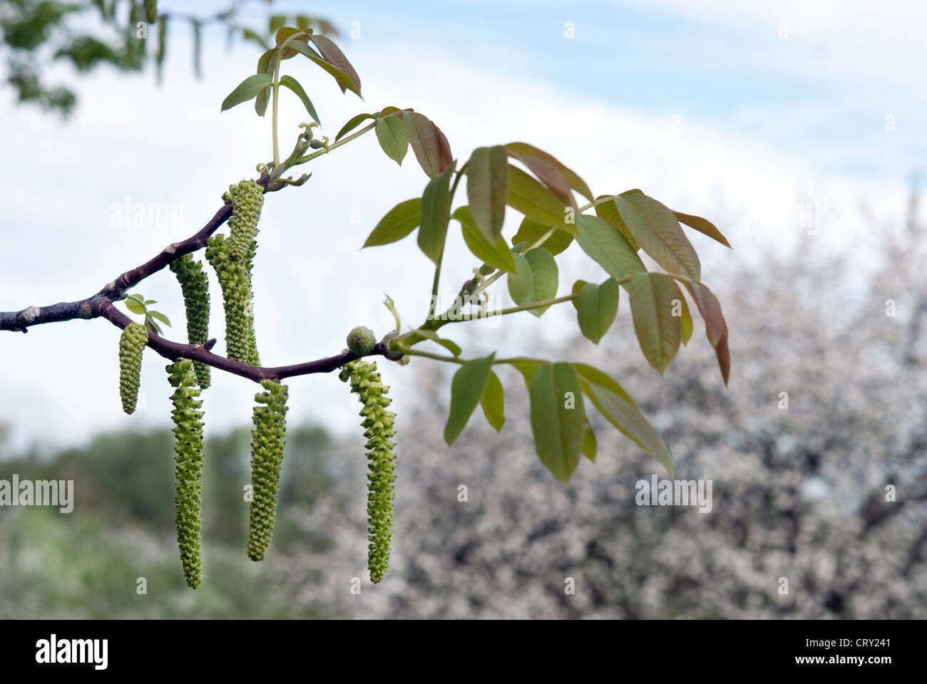 Walnut flower hi-res stock photography and images - Alamy