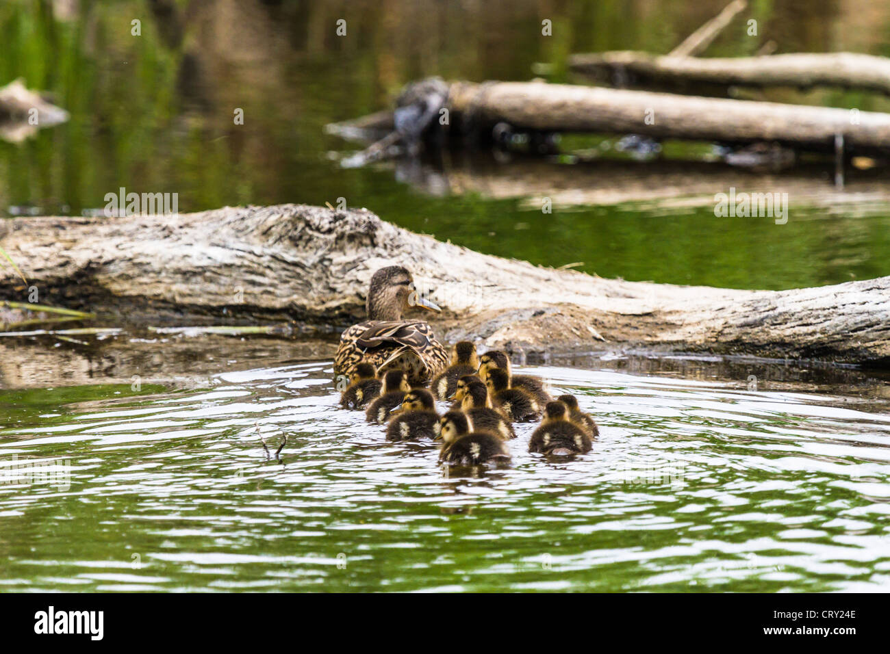 baby birds in the nature, nature series Stock Photo - Alamy