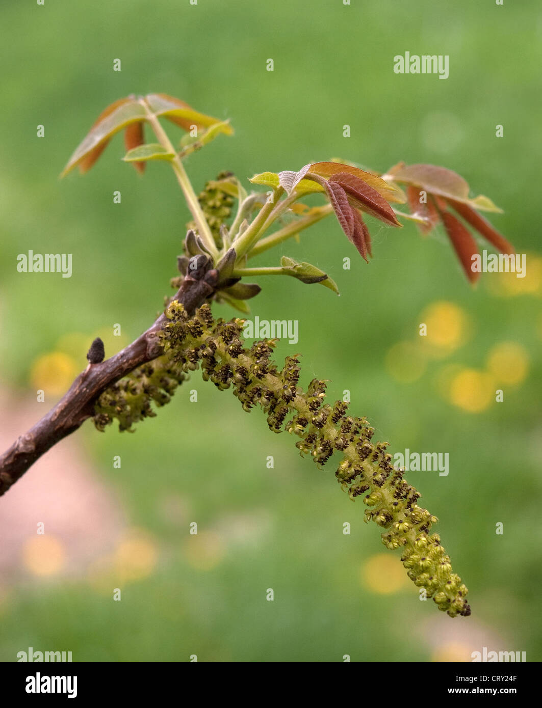 Walnut flower hi-res stock photography and images - Alamy