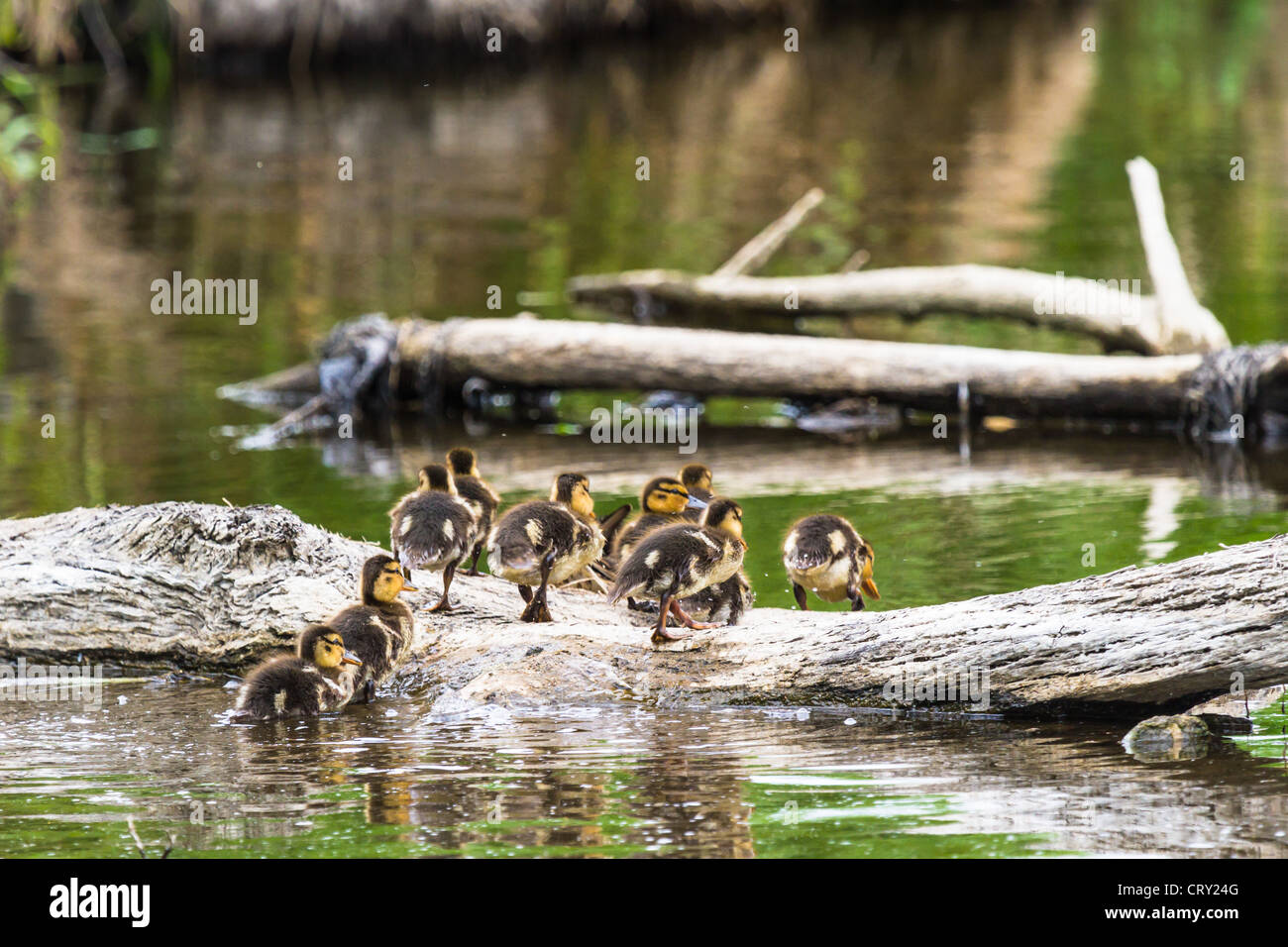 baby birds in the nature, nature series Stock Photo - Alamy