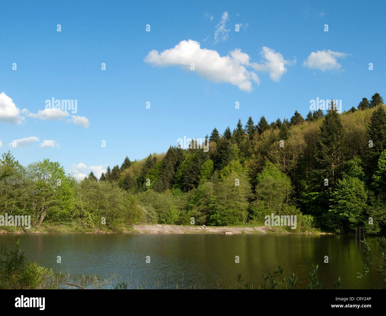 a forest lake close up Stock Photo - Alamy