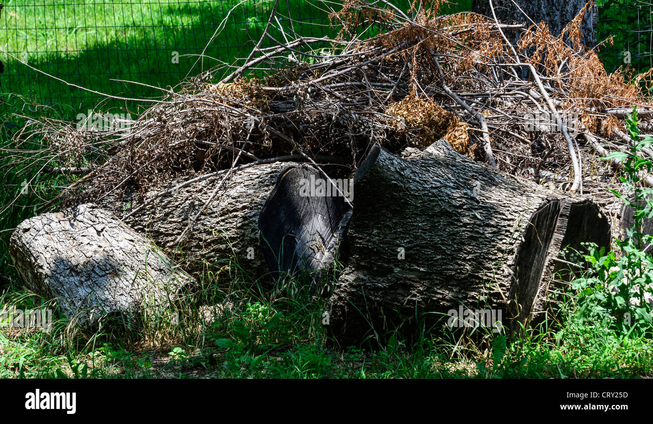 Pile of twigs and branches hi-res stock photography and images - Alamy