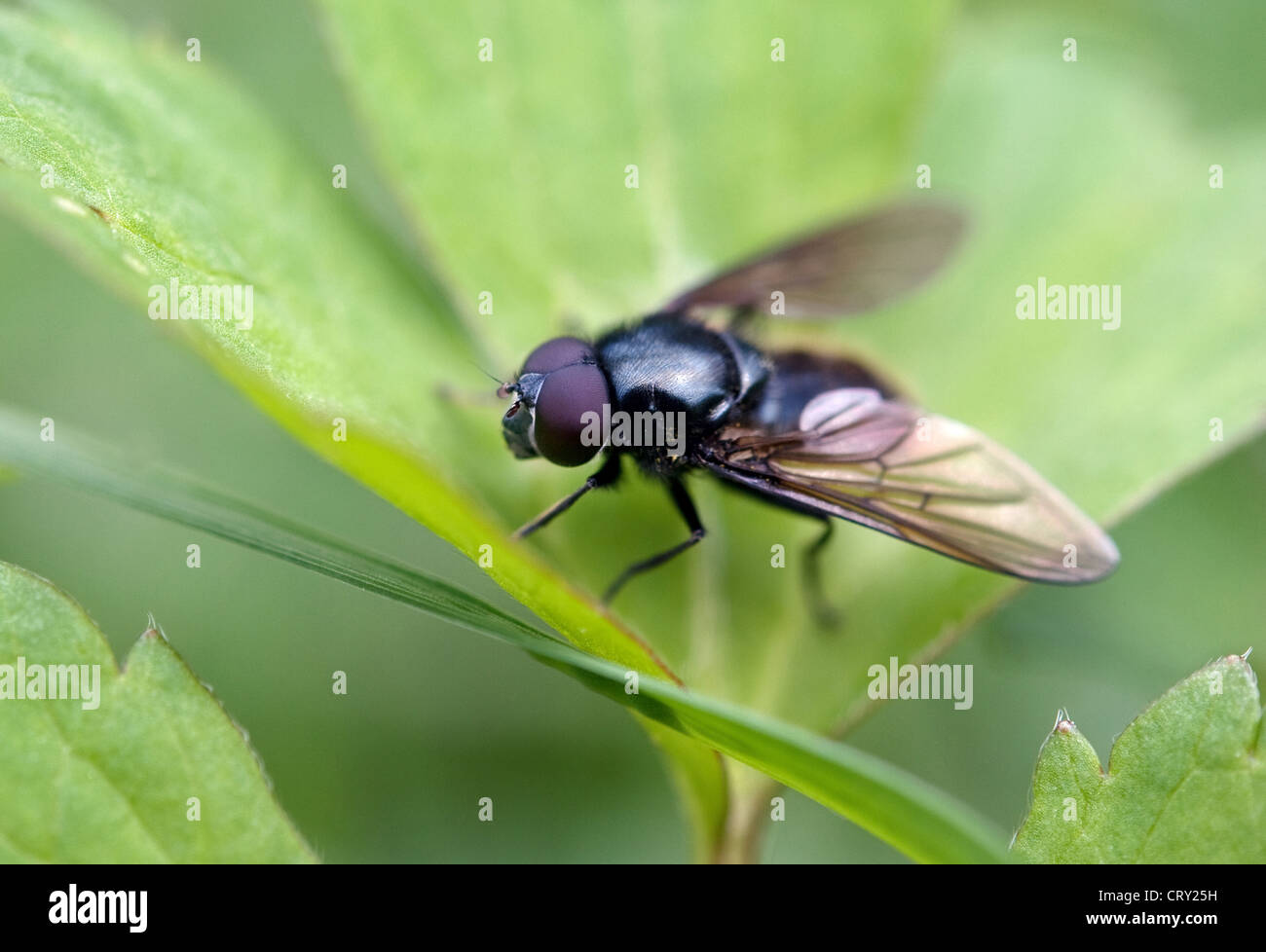 Big eye insect hi-res stock photography and images - Alamy