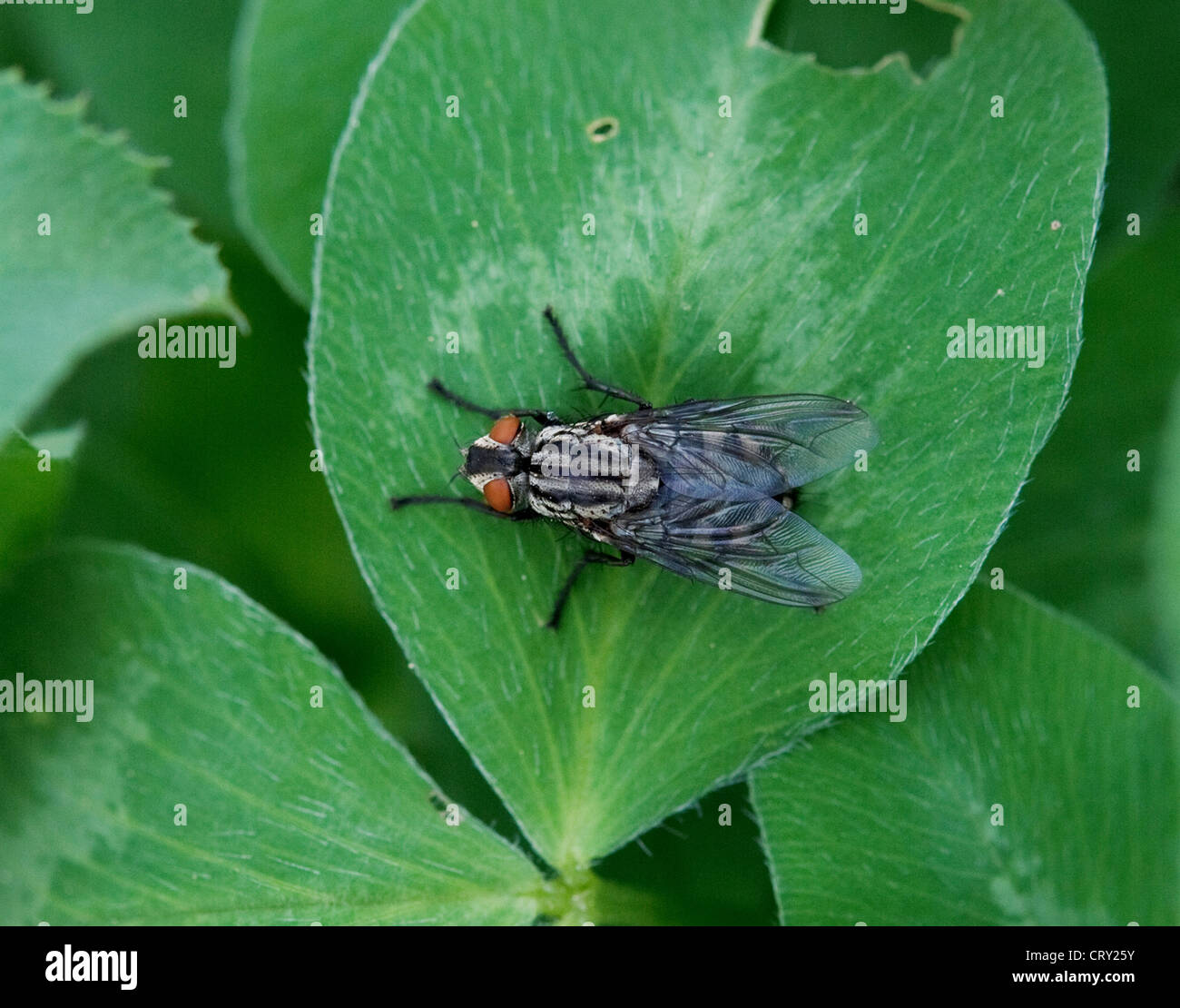 insect fly macro on leaf Stock Photo - Alamy
