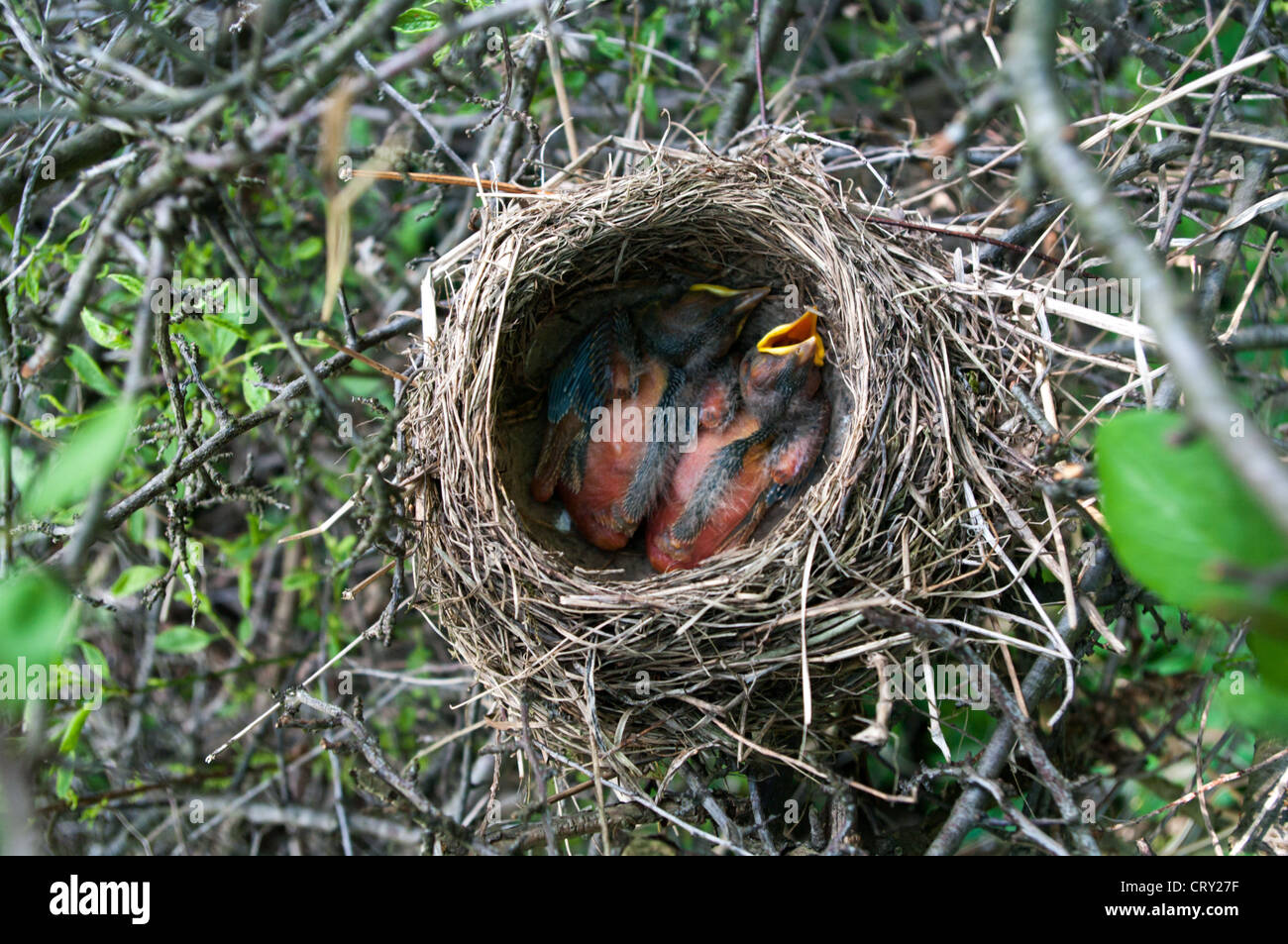Baby birds in the nature. Nature series Stock Photo - Alamy