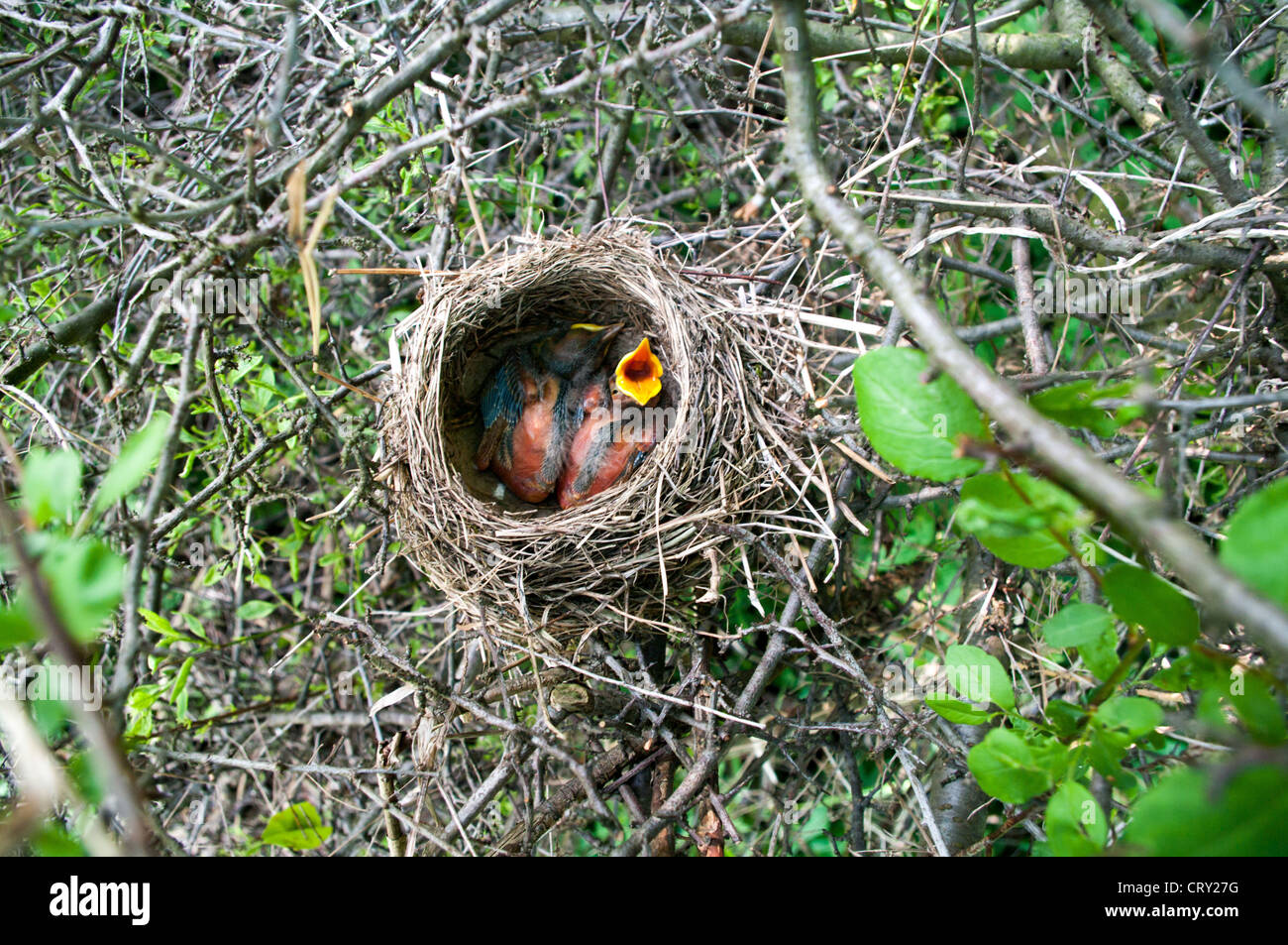 Baby birds in the nature. Nature series Stock Photo - Alamy