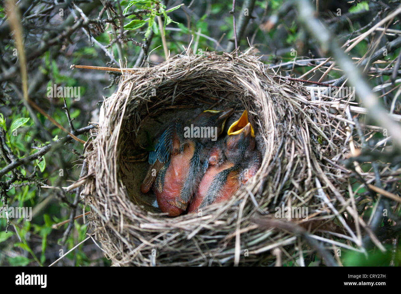 Baby birds in the nature. Nature series Stock Photo - Alamy