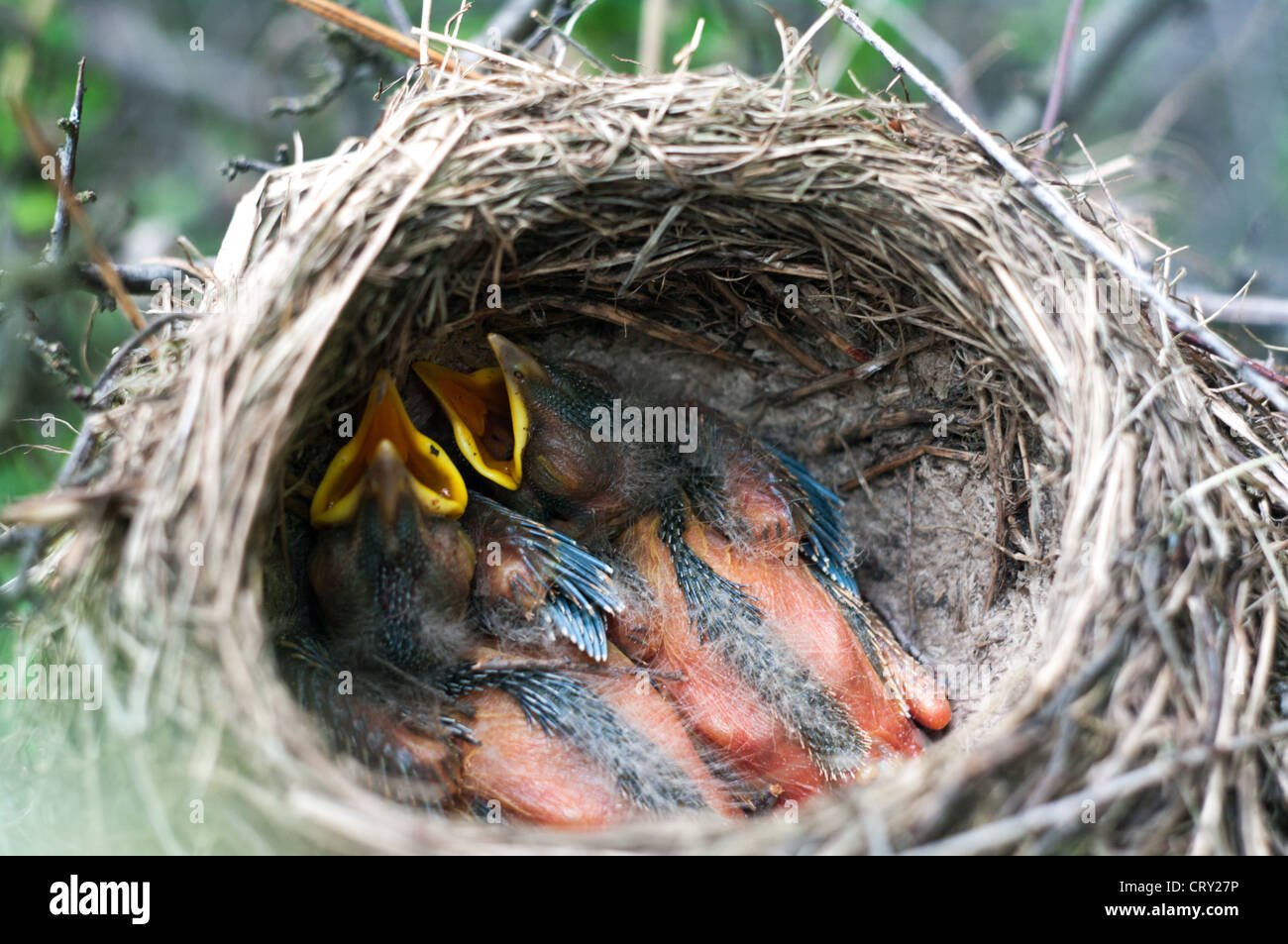 Baby birds in the nature. Nature series Stock Photo - Alamy