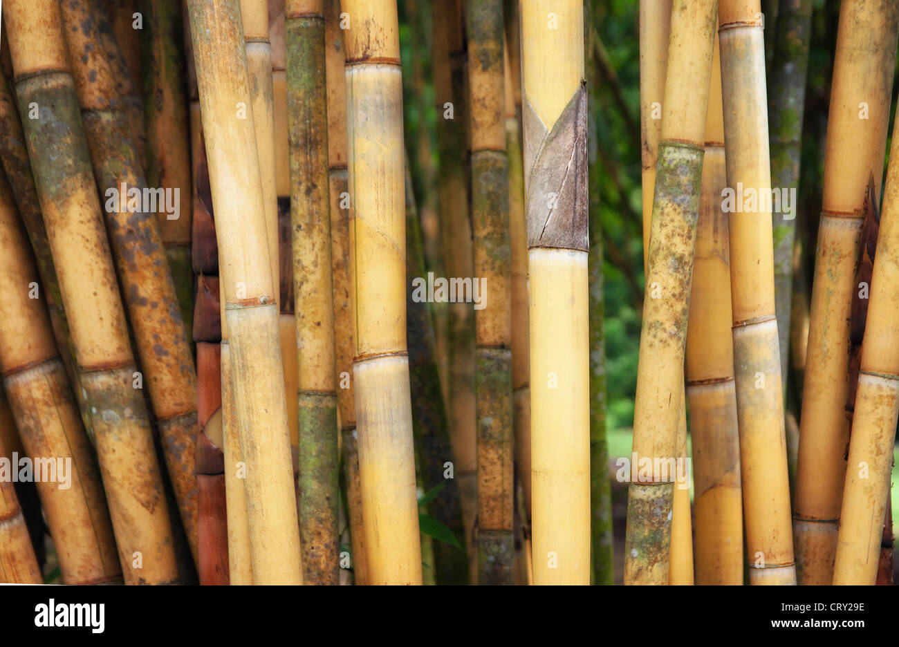 some tall yellow bamboo plants in singapore Stock Photo - Alamy