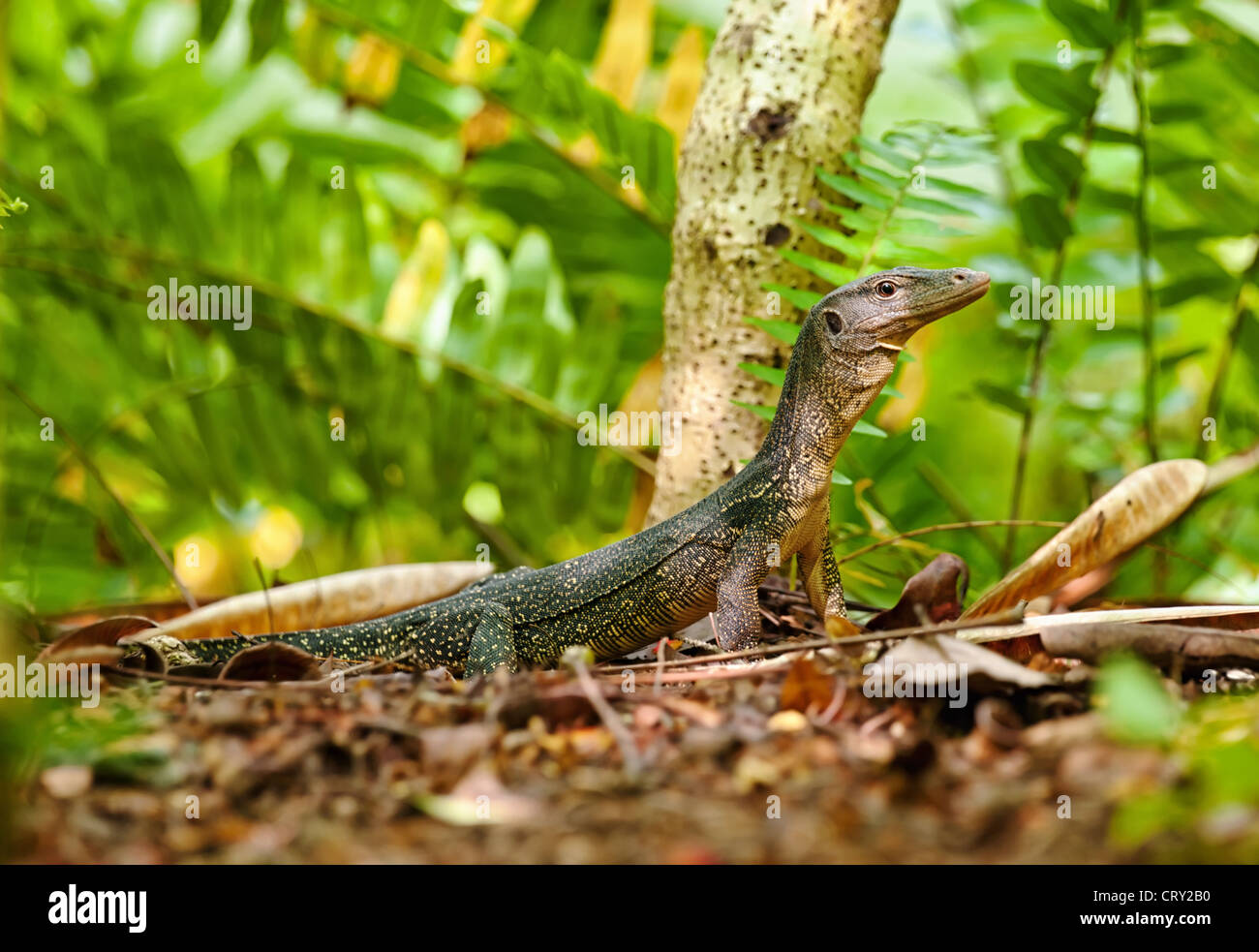 a goanna lizard walks along through the undergrowth Stock Photo - Alamy