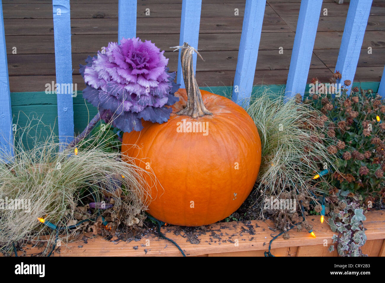 Autumn flower box with ornamental flowering cabbage and pumpkin. Cable ...
