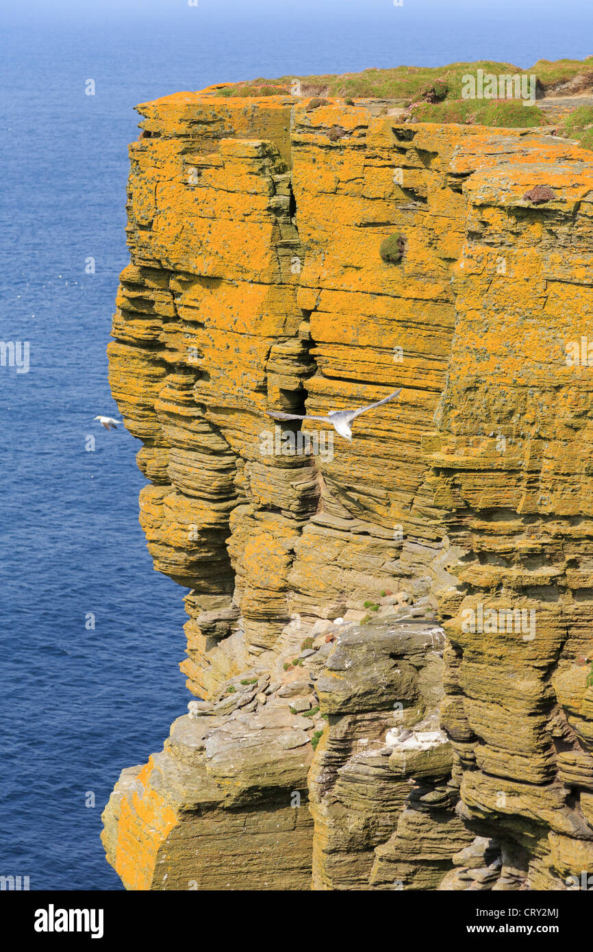 Yellow lichen on rocky seacliffs with seabirds nesting on rock ledges ...