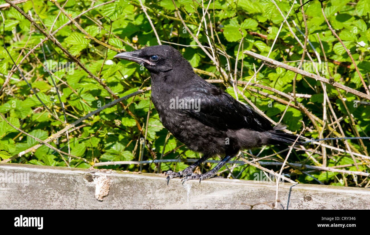 Juvenile crow hi-res stock photography and images - Alamy