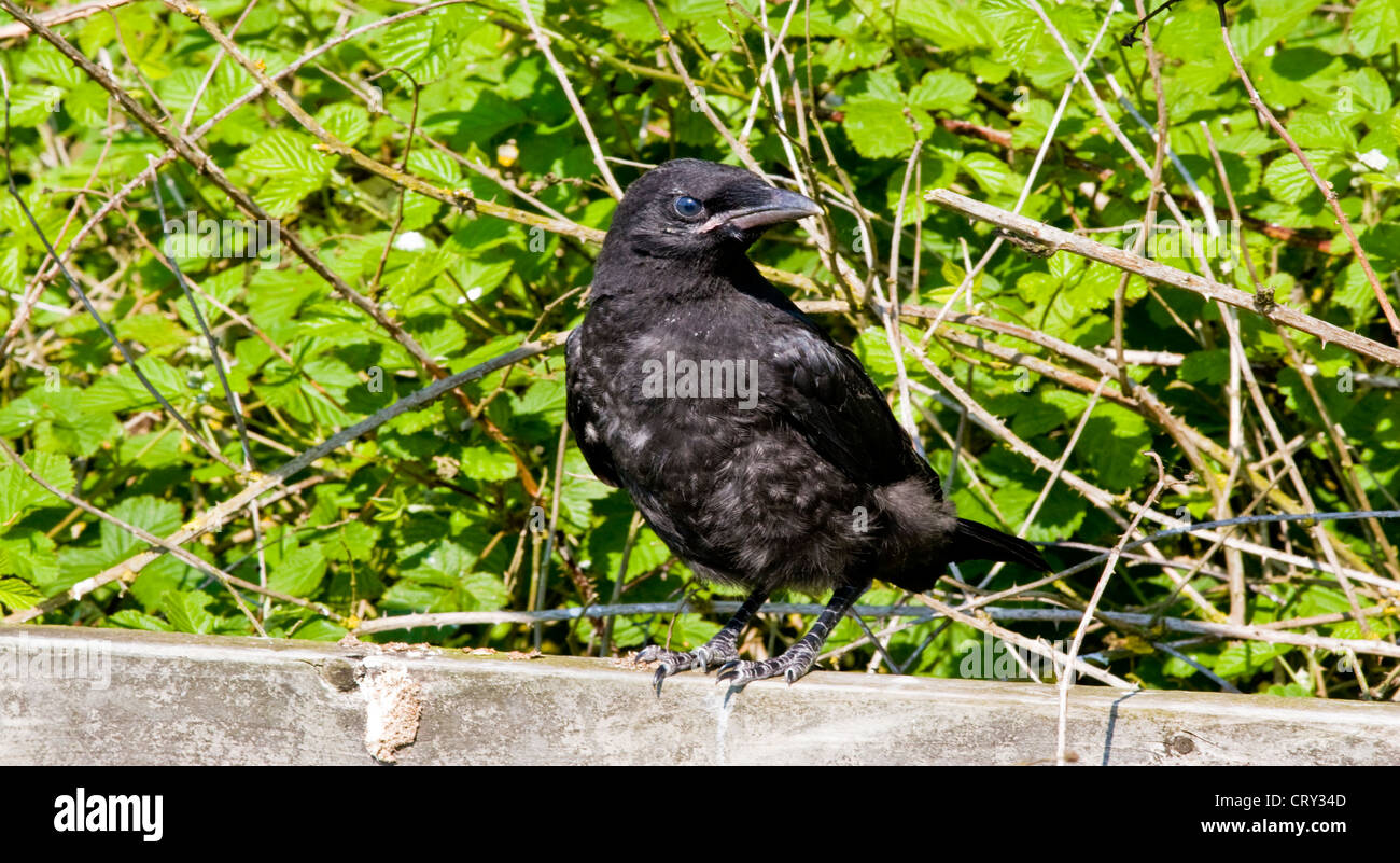 A juvenile crow sat on a timber fence Stock Photo - Alamy