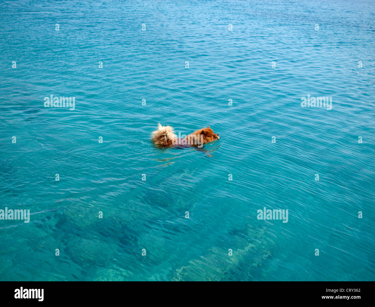 Grown-up redish Chow-chow (Songshi Quan) dog at island Stock Photo - Alamy
