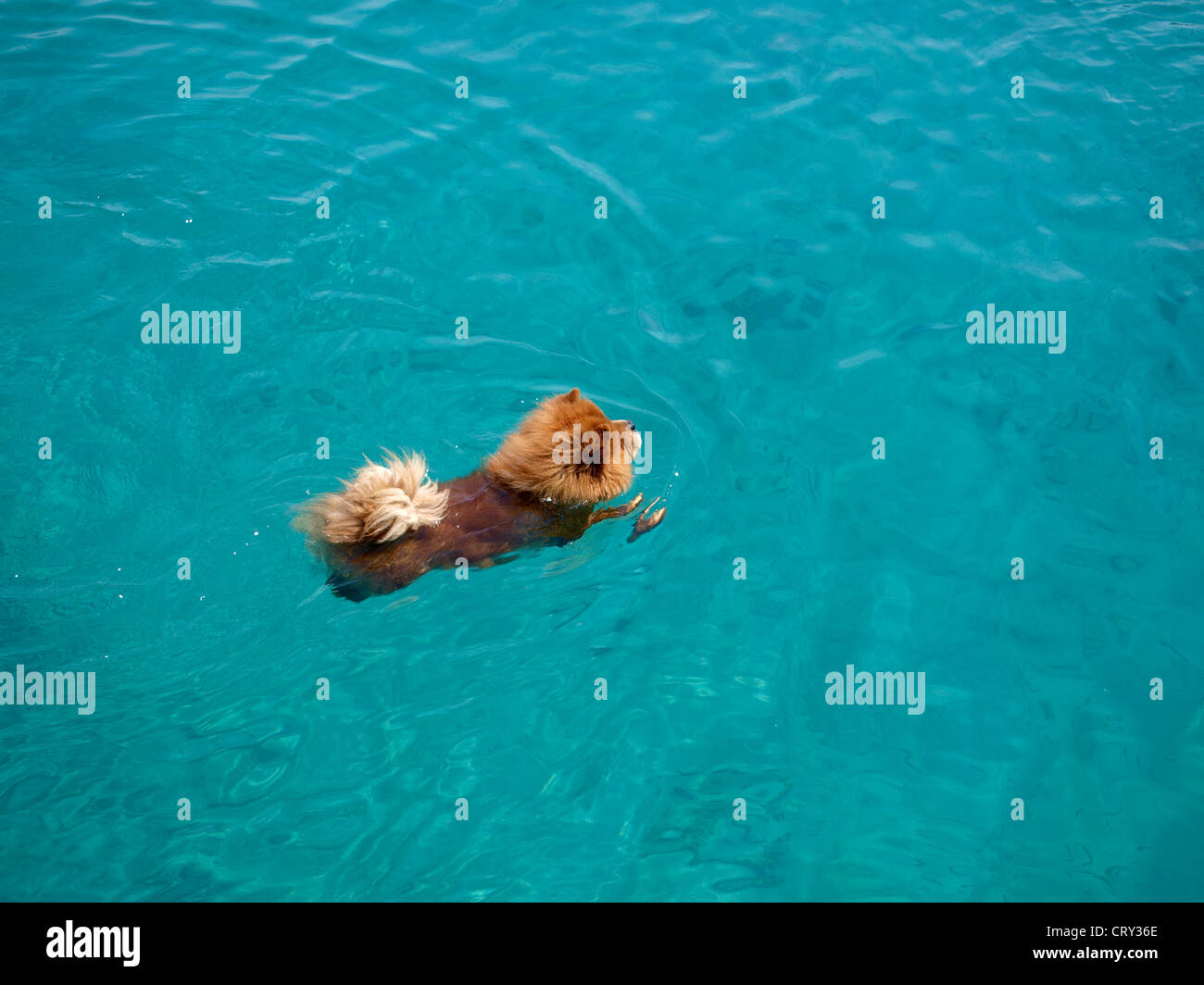 Red chow-chow (Songshi Quan) dog swimming in a sea Stock Photo - Alamy