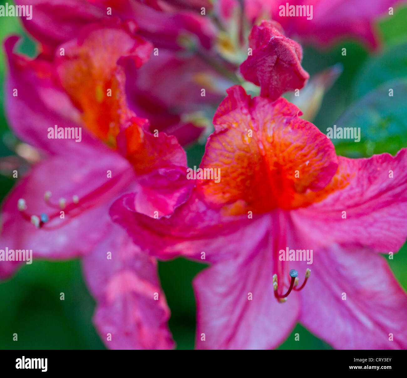 Pink Azalea with Water Droplets Stock Photo - Alamy