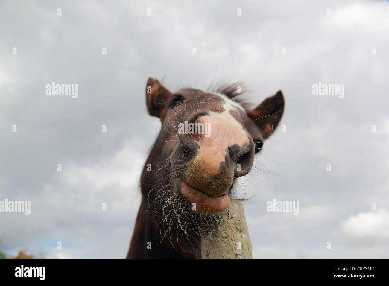 Scratching horse hi-res stock photography and images - Alamy