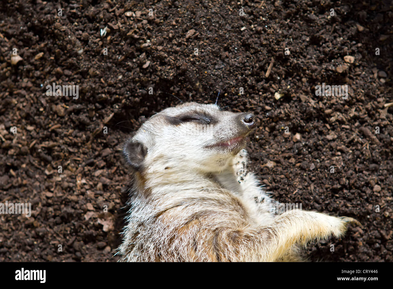 Meerkat meercat hi-res stock photography and images - Alamy