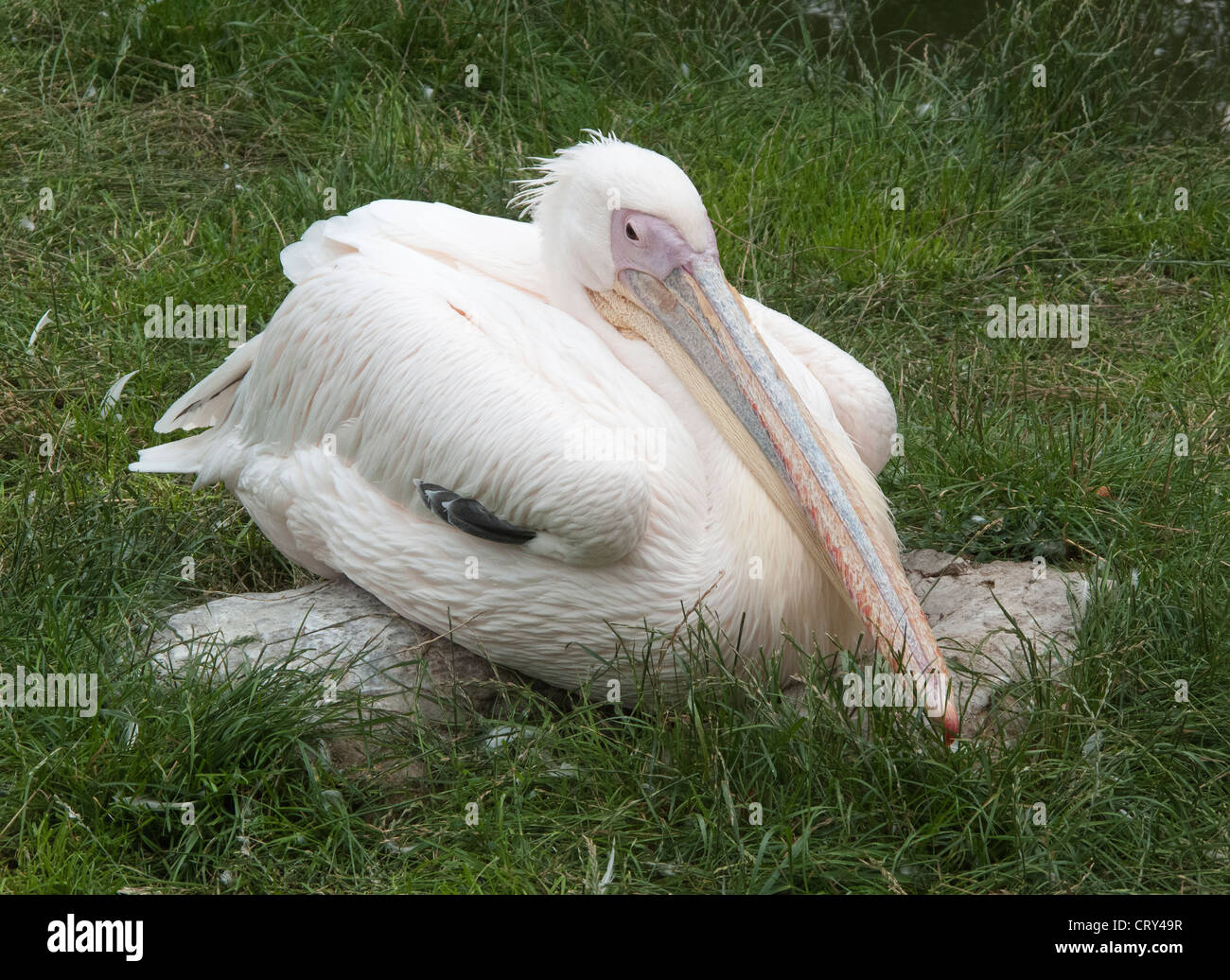 Great white pelican (Pelecanus onocrotalus) pictured at London Zoo, a ...