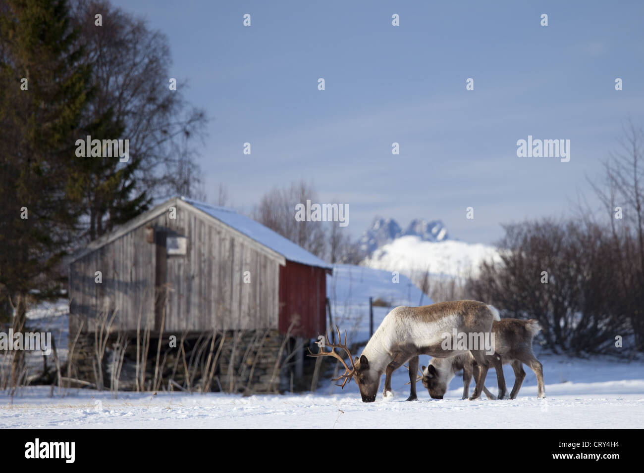 Arctic agriculture hi-res stock photography and images - Alamy