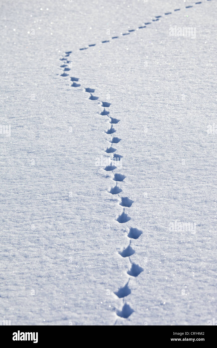 Animal Snow Footprints Stock Photos & Animal Snow Footprints Stock ...