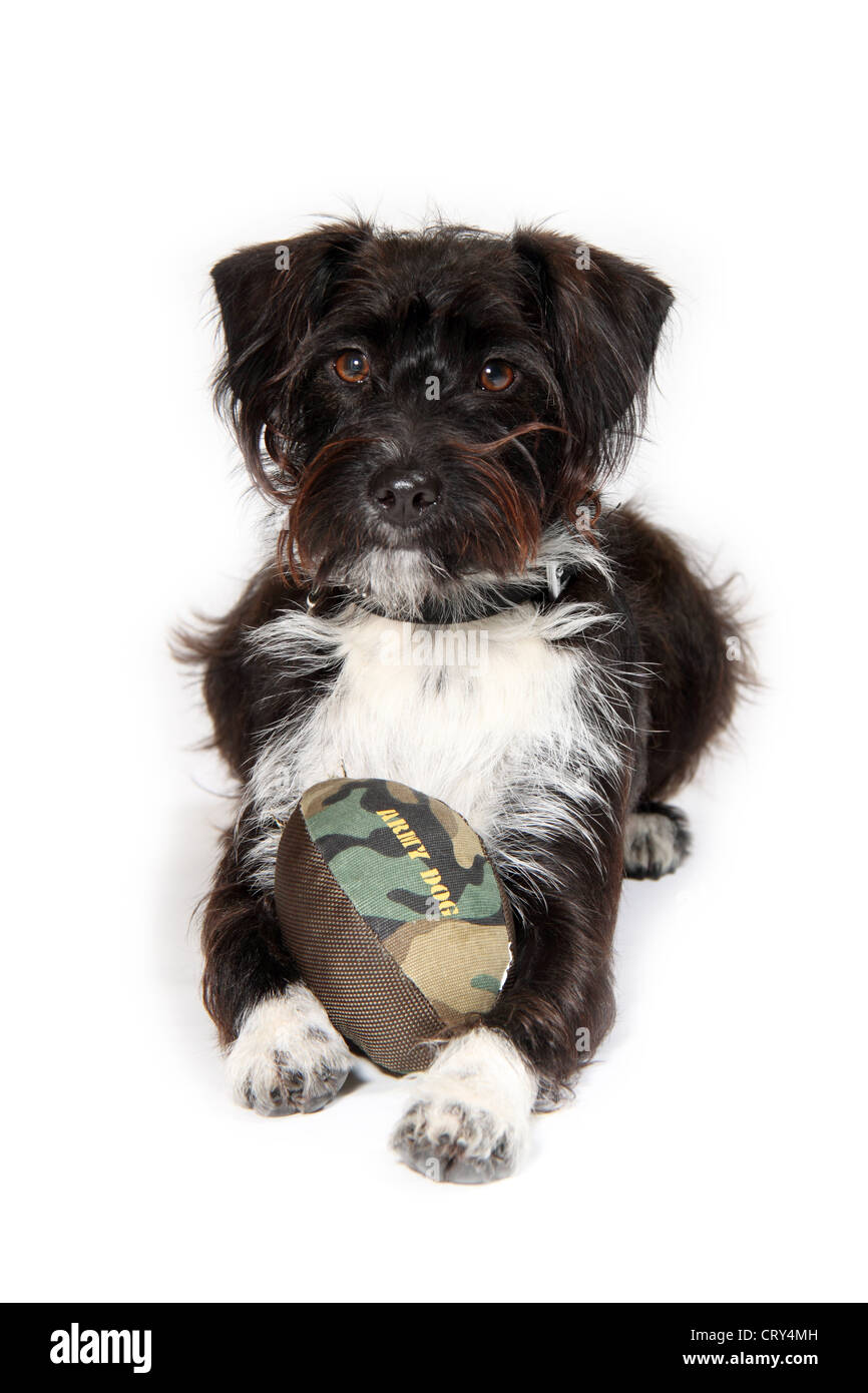 miniature poodle jack russell cross jackadoodle in a studio suitable ...