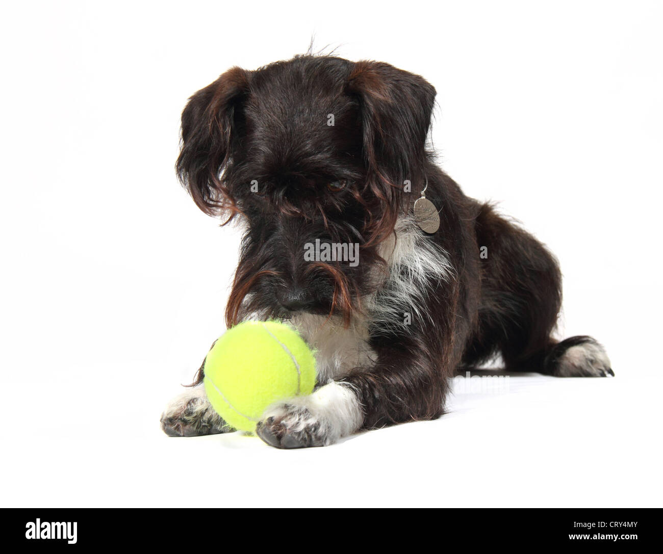 Miniature poodle jack russell cross hi-res stock photography and images ...