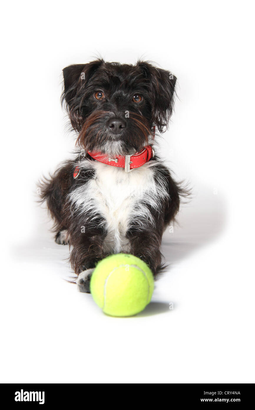 Miniature poodle jack russell cross hi-res stock photography and images ...