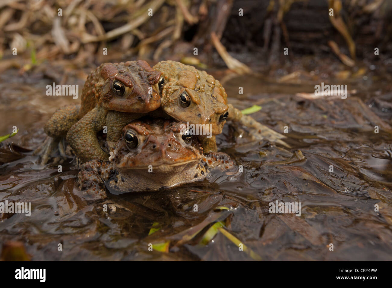 American toad , Bufo americanus , New York , toad ball, males ...