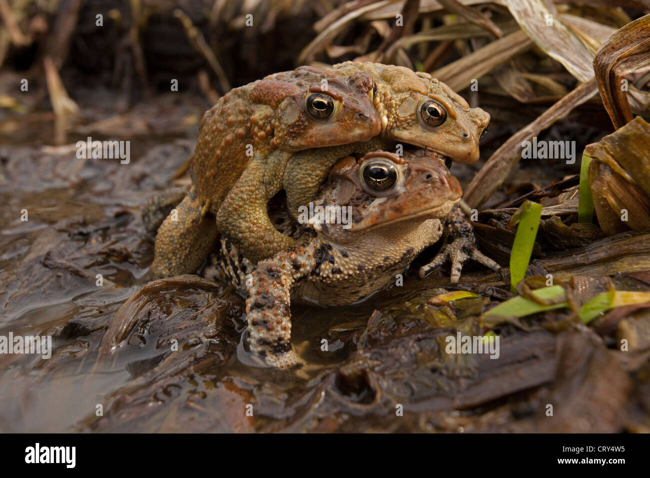 American toad , Bufo americanus , New York , toad ball, males ...