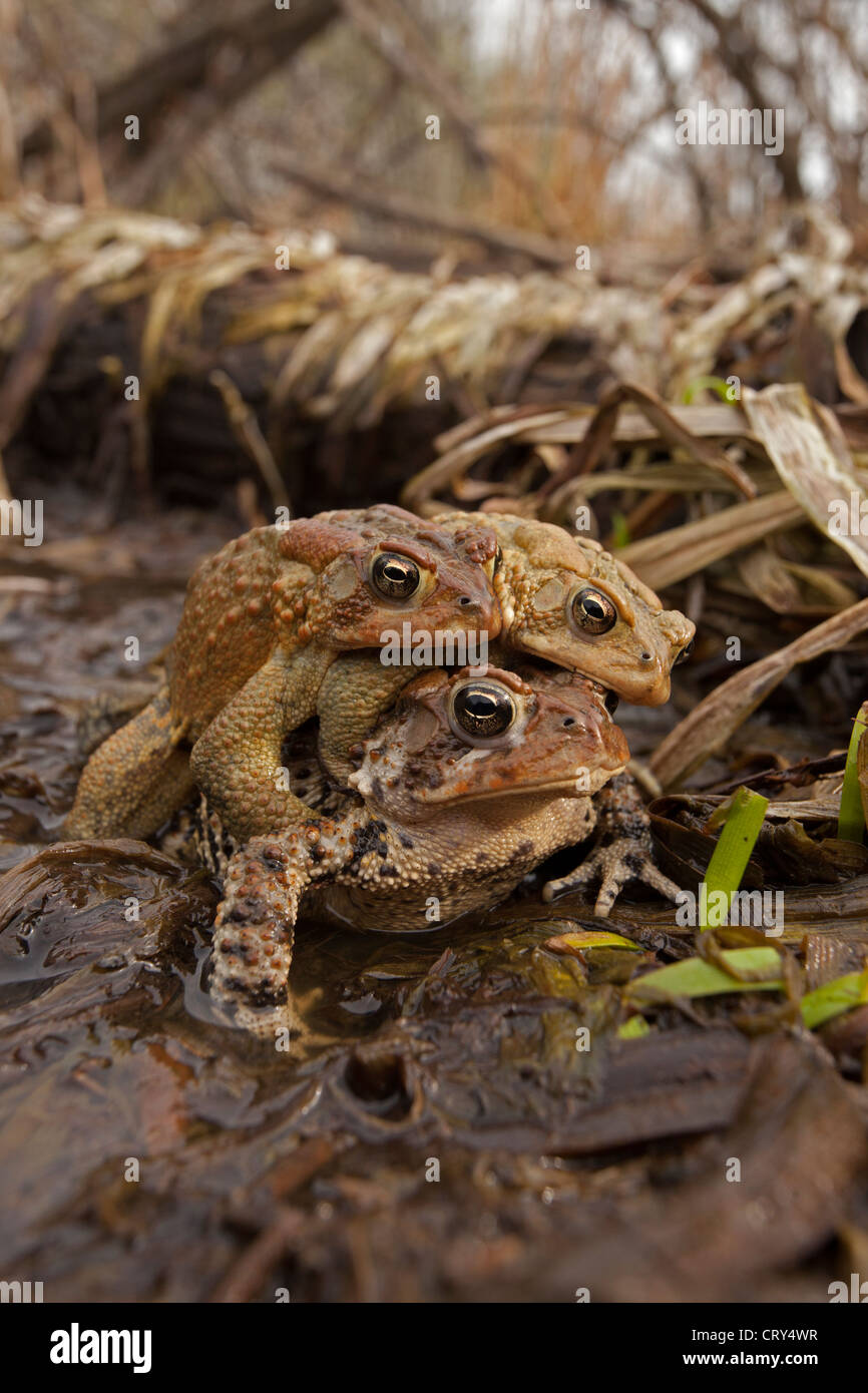 American toad , Bufo americanus , New York , toad ball, males ...