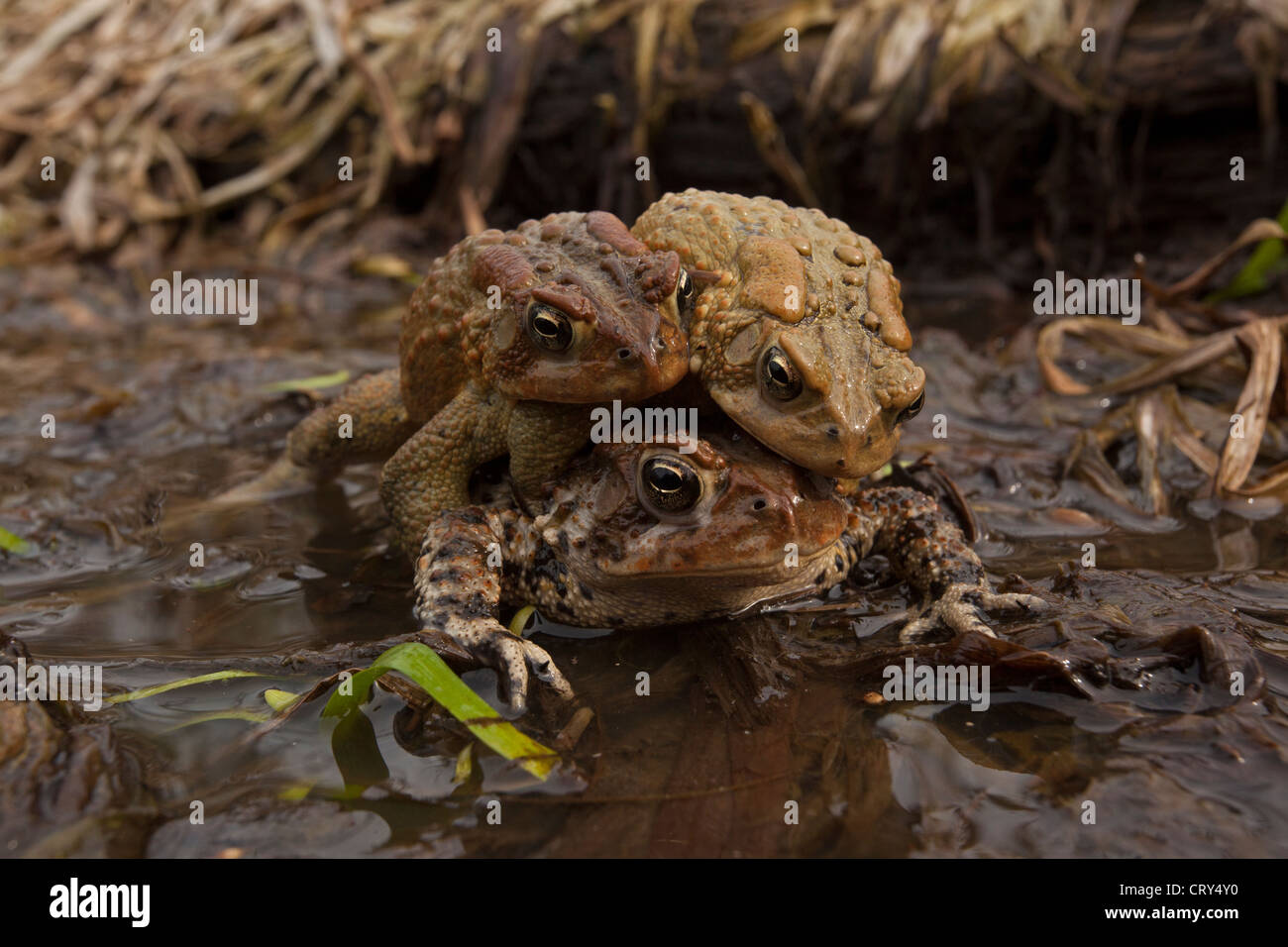 American toad , Bufo americanus , New York , toad ball, males ...