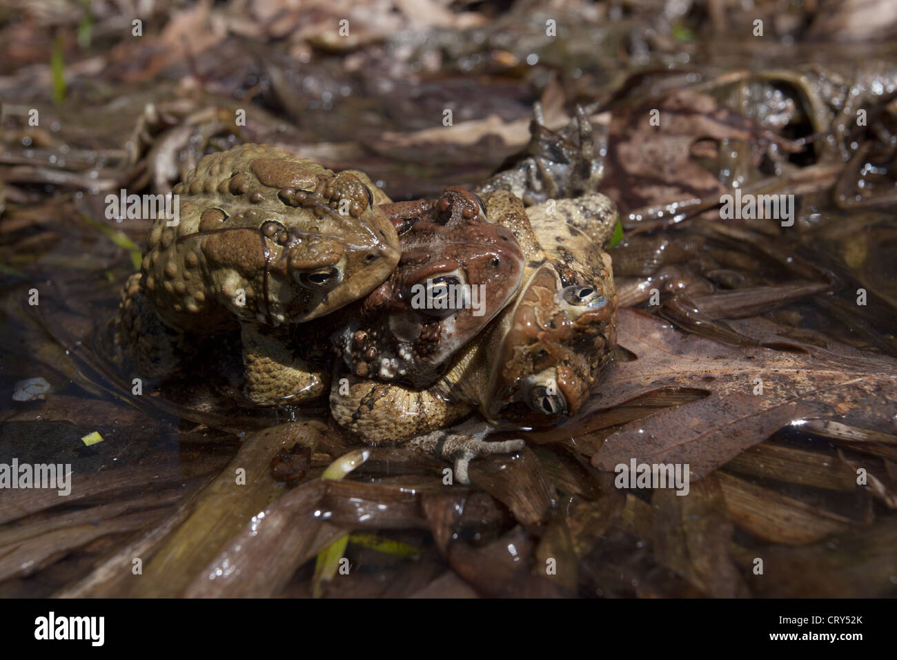 American toad bufo americanus males hi-res stock photography and images ...