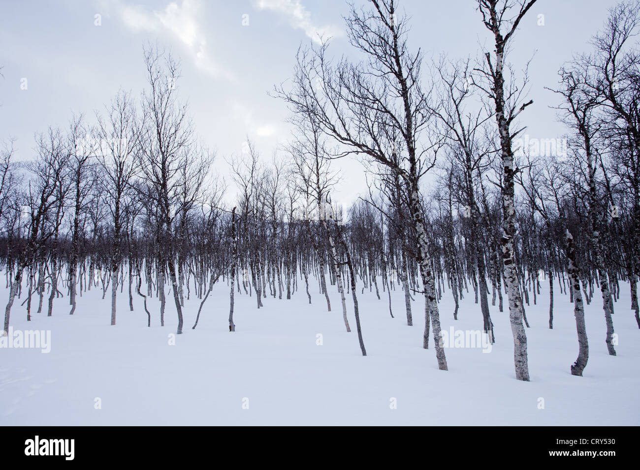 Downy Birch trees, Betula pubescens, in wilderness in Ovre Dividal ...
