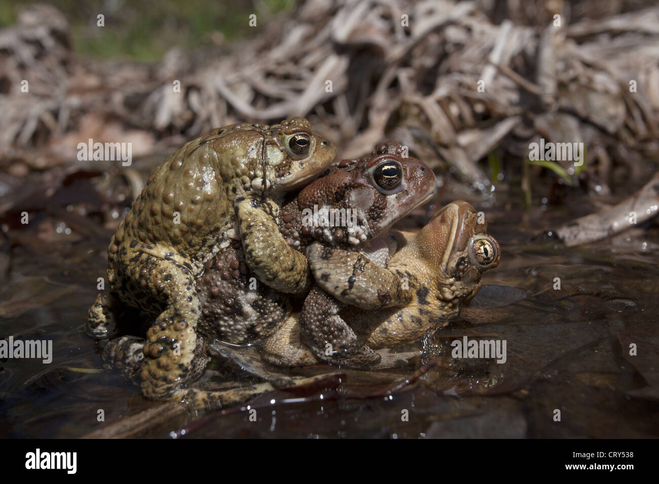 American toad , Bufo americanus , New York , toad ball, males ...