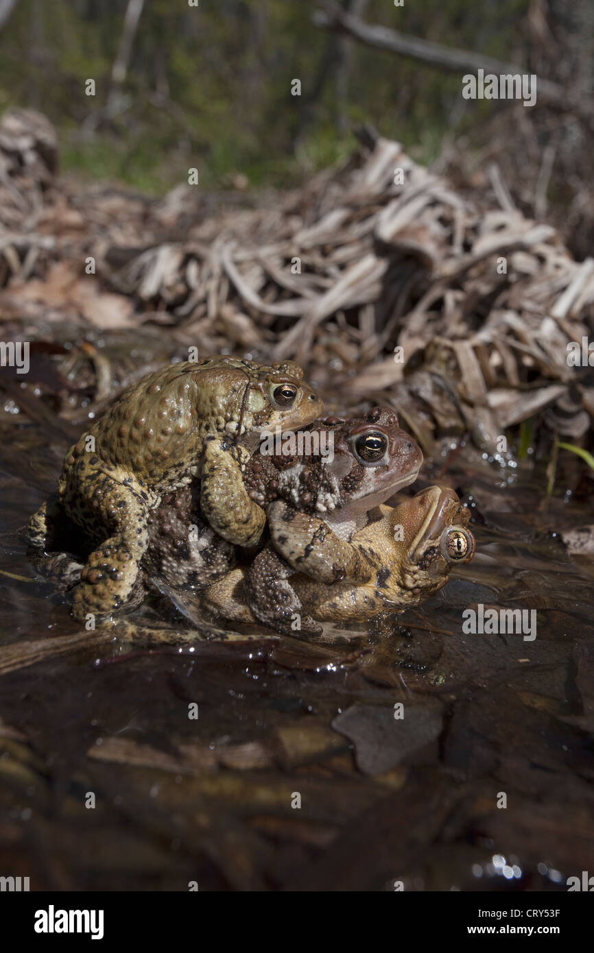 American toad , Bufo americanus , New York , toad ball, males ...