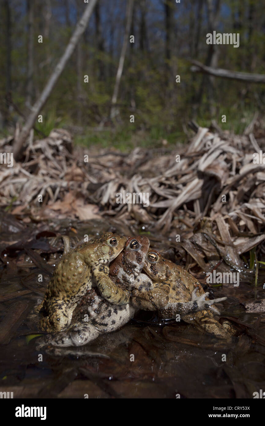 American toad , Bufo americanus , New York , toad ball, males ...