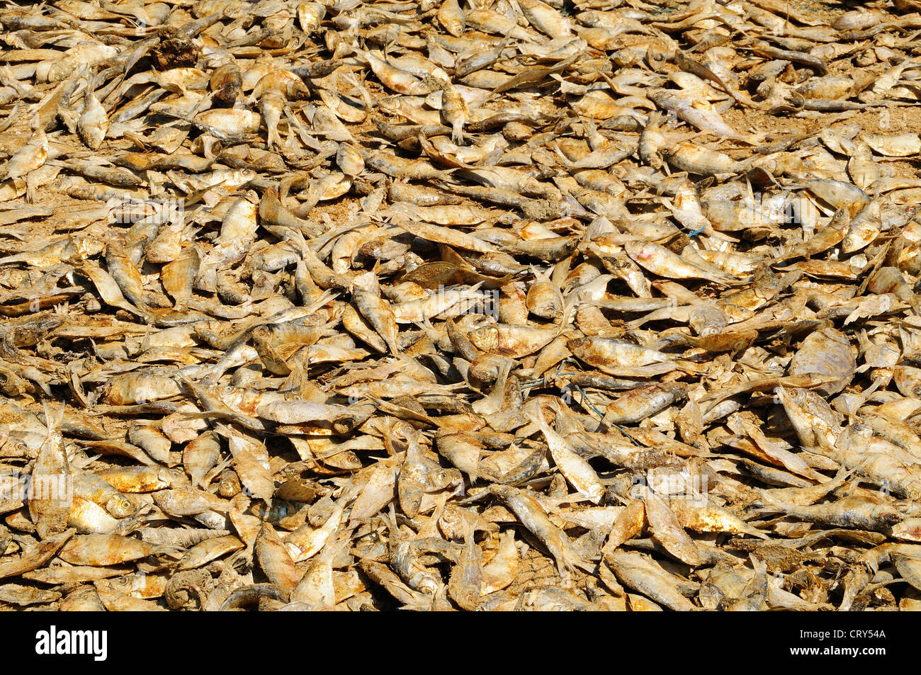 Dry fish hi-res stock photography and images - Alamy