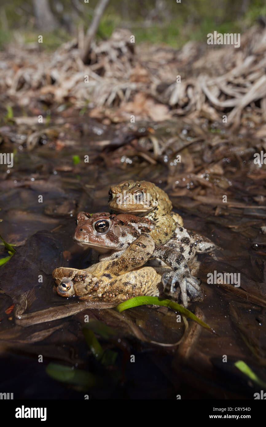 American toad , Bufo americanus , New York , toad ball, males ...