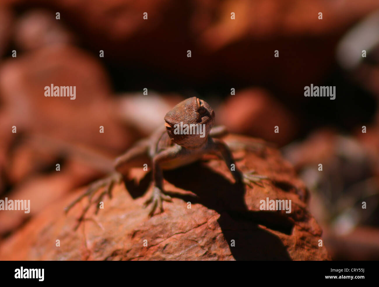 A Lizard basking in the Pilbara sunshine Stock Photo - Alamy