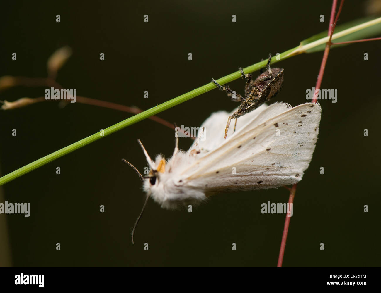 Larva spilosoma hi-res stock photography and images - Alamy