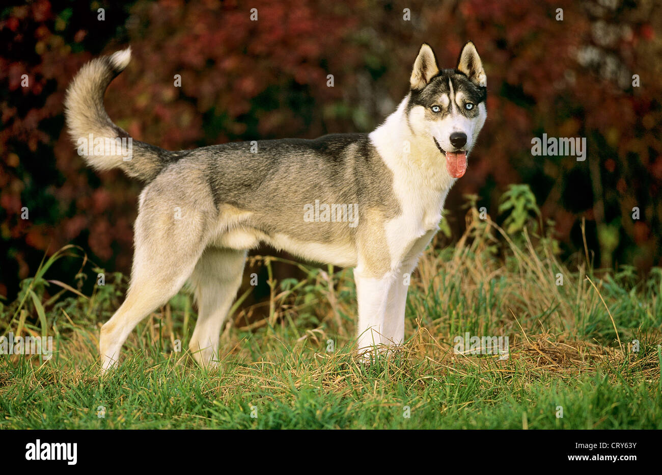 Siberian Husky standing meadow seen from side Stock Photo - Alamy