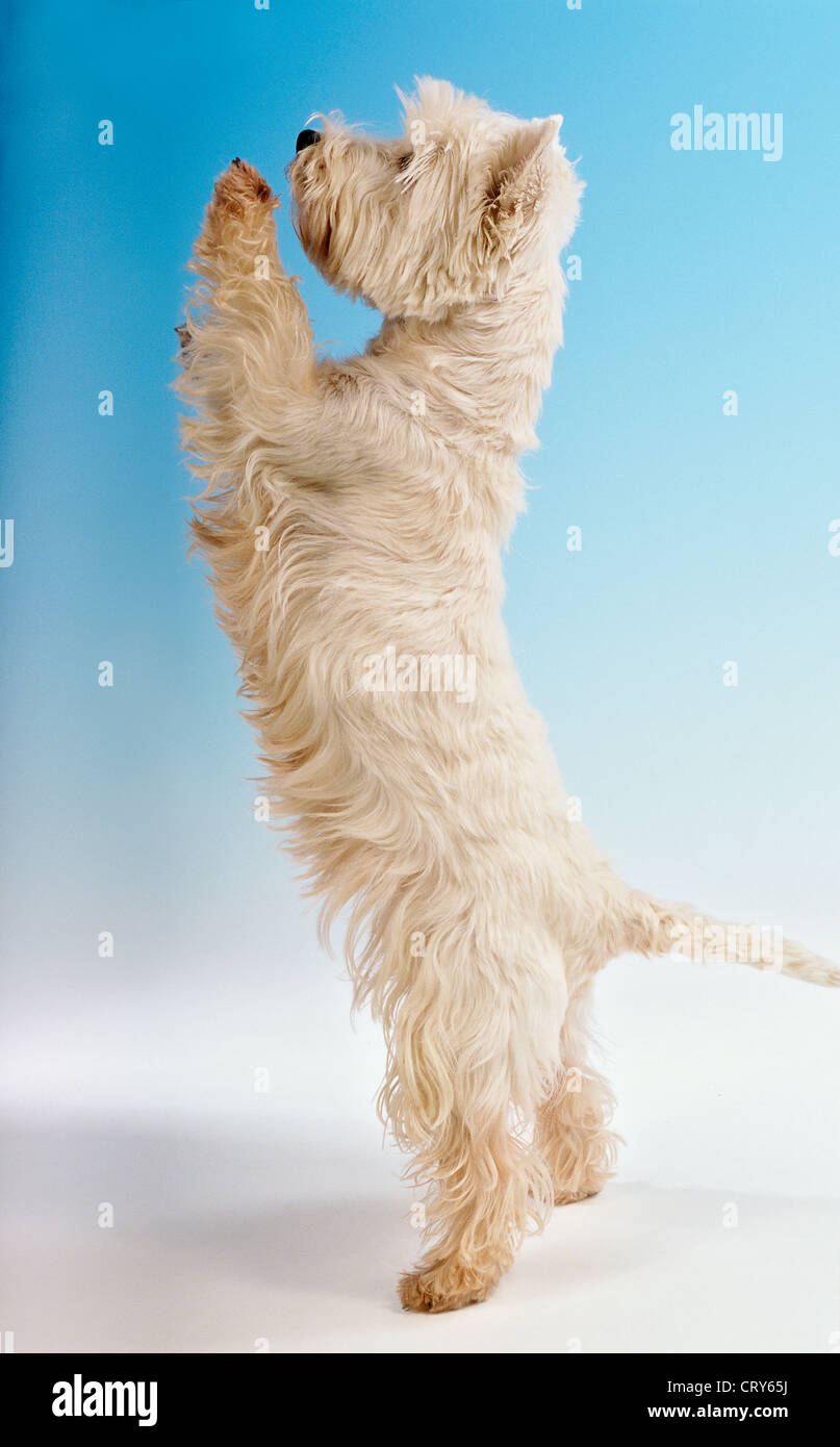 West Highland White Terrier standing upright on its hind legs, begging ...