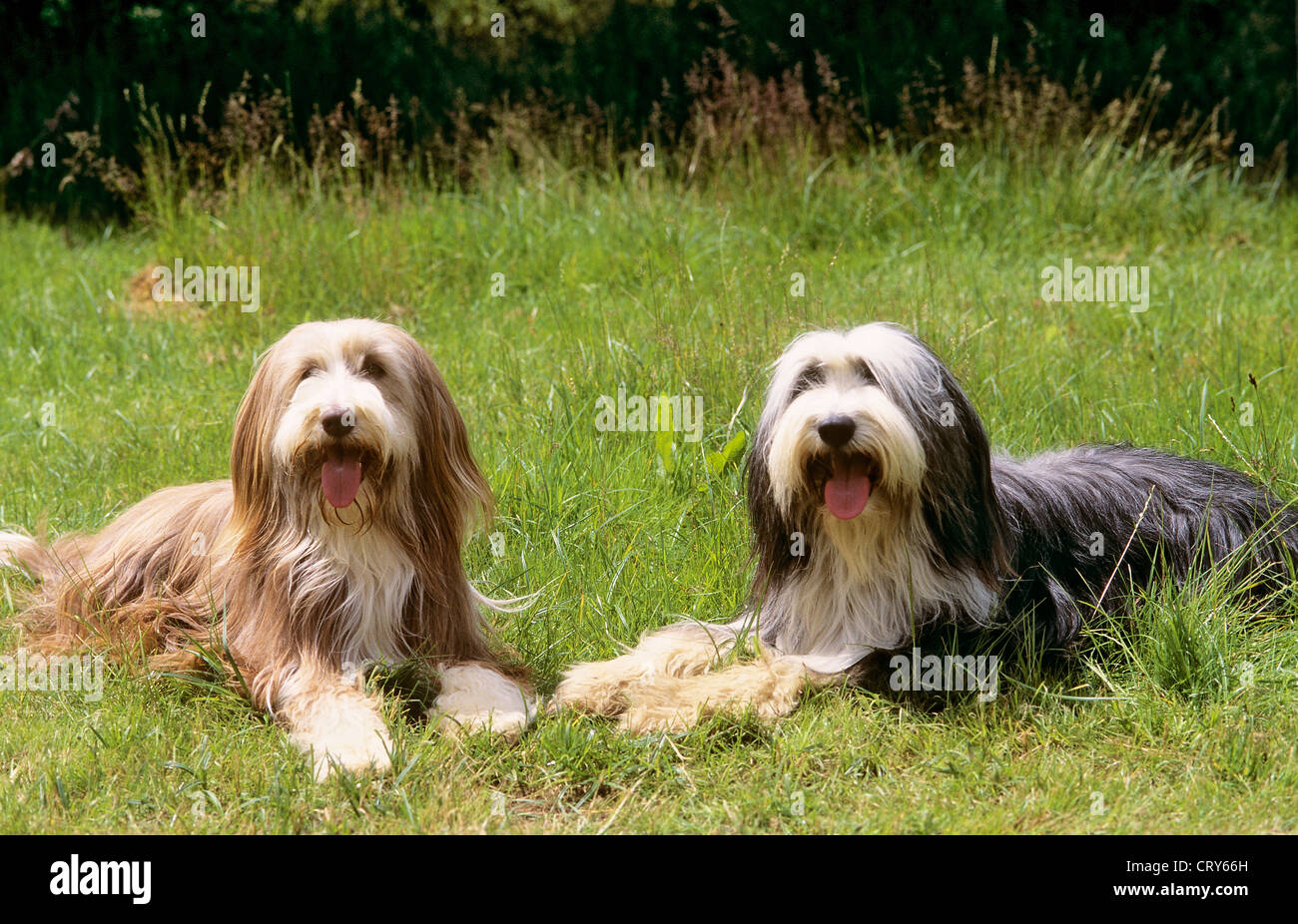 Two bearded Collies lying meadow Stock Photo - Alamy