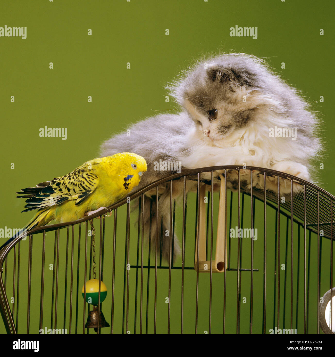 Cat bird cage hi-res stock photography and images - Alamy
