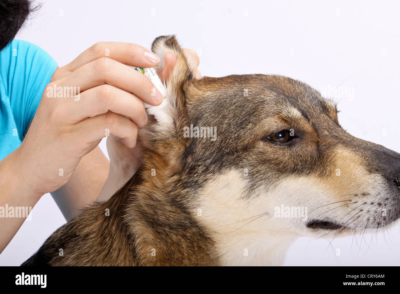 Dogs health care: Application of ear drops Stock Photo - Alamy