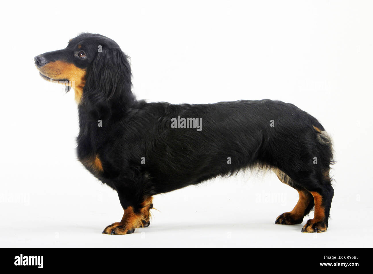 Standard long haired dachshund hi-res stock photography and images - Alamy